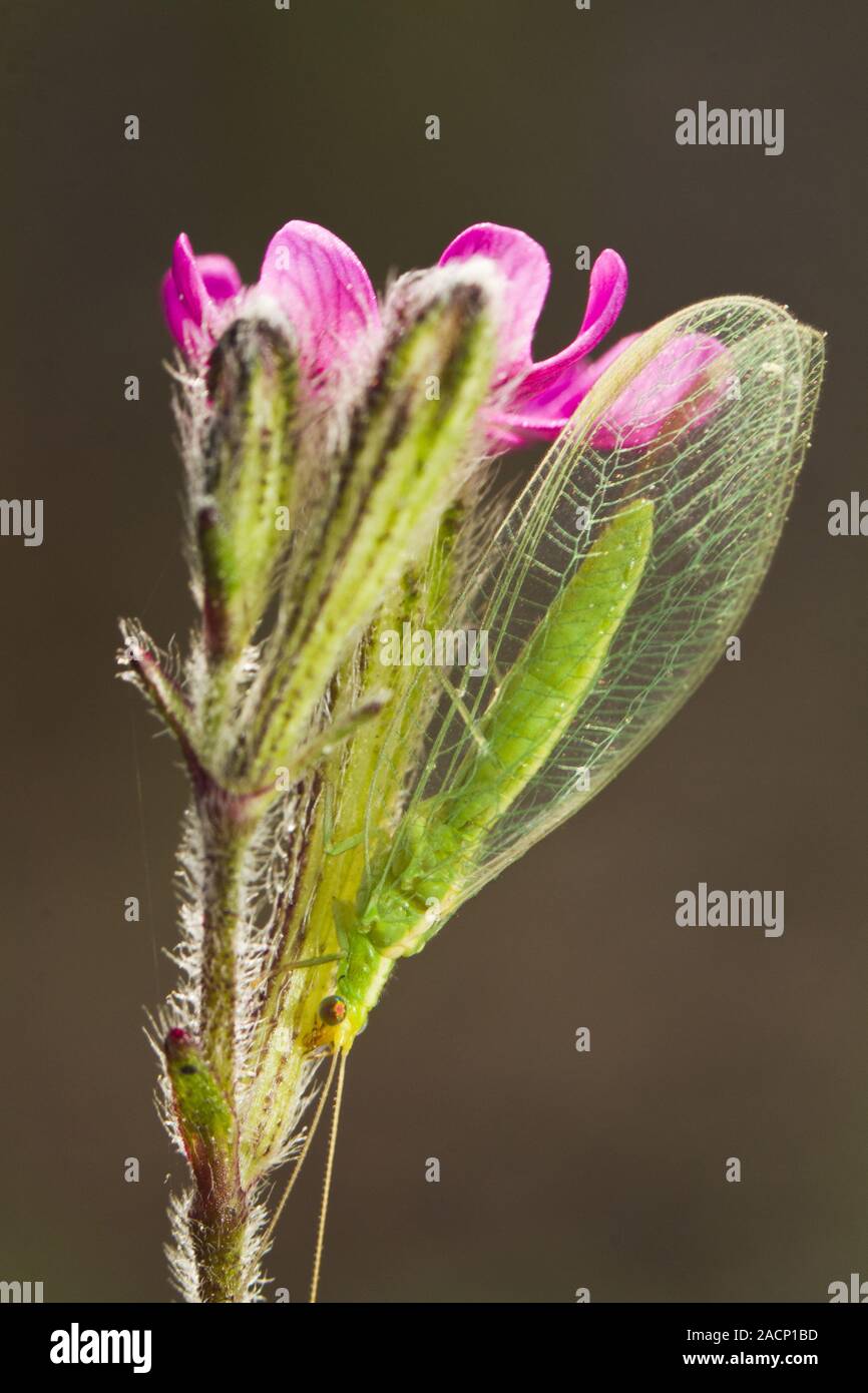 Chrysoperla hi-res stock photography and images - Alamy