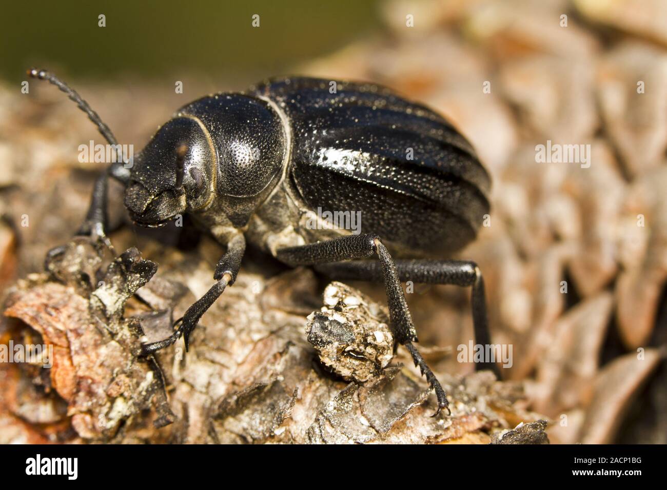 Shiny black beetle hi-res stock photography and images - Alamy