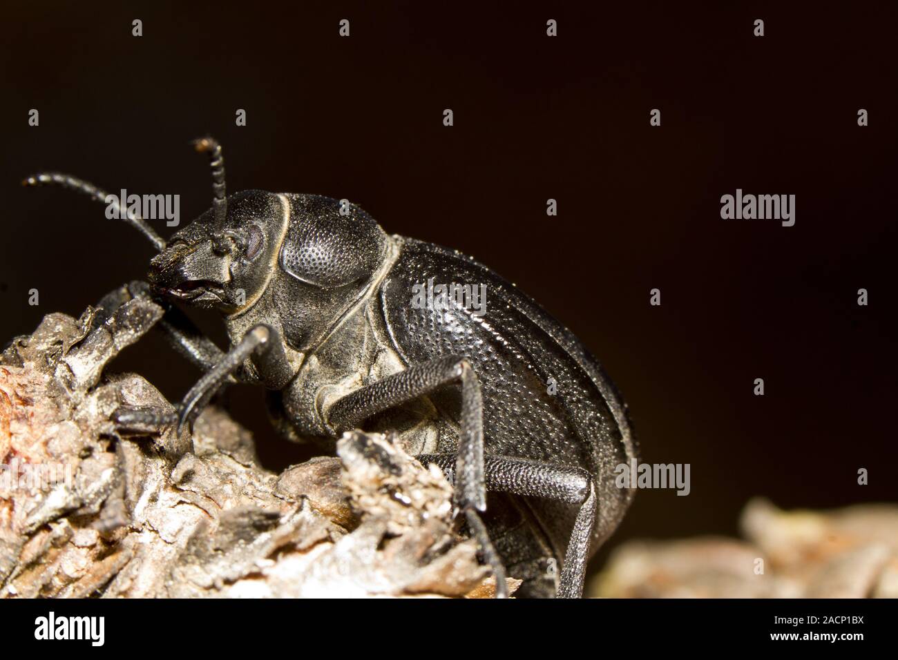Shiny black beetle hi-res stock photography and images - Alamy