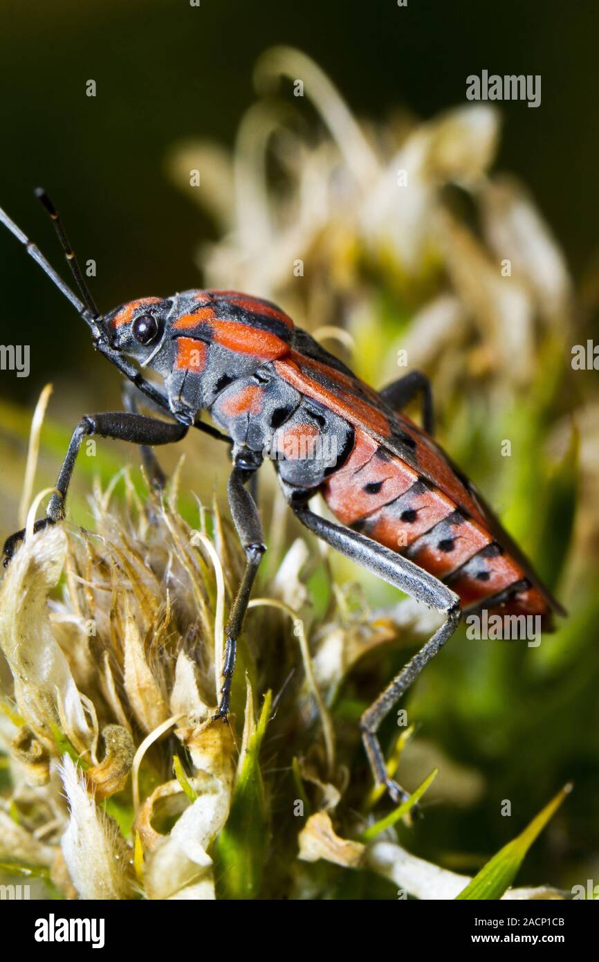 Chinch bug hi-res stock photography and images - Alamy