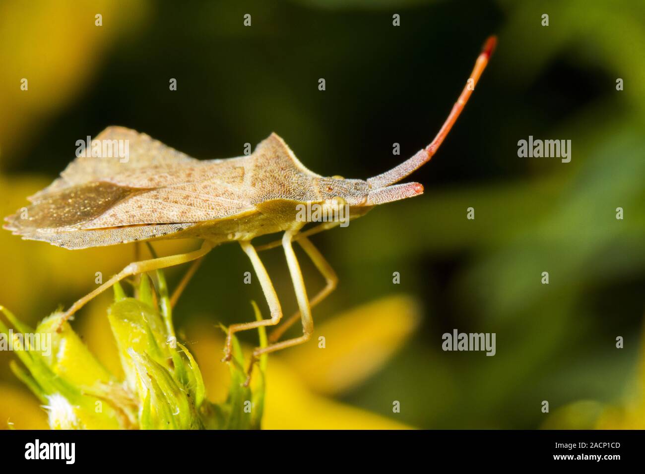 Scapha hi-res stock photography and images - Alamy