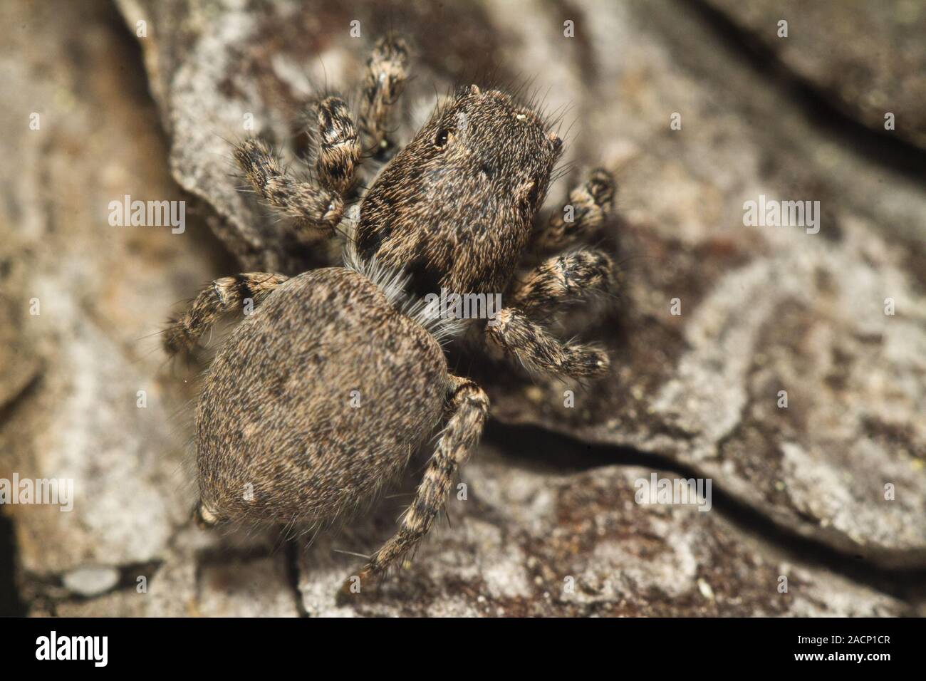 Grey spider hi-res stock photography and images - Alamy