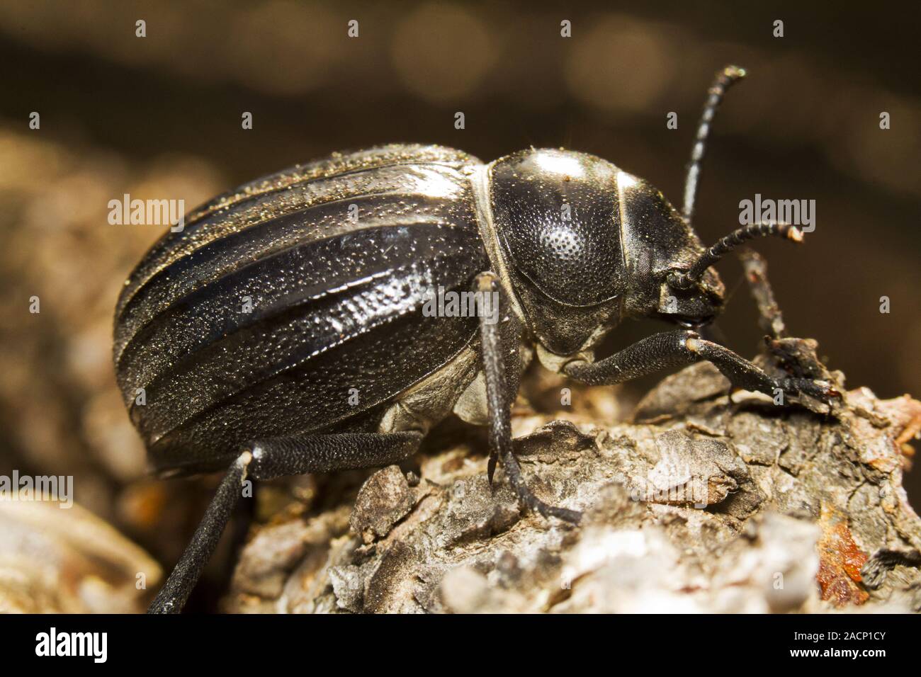 Big Black Beetle High Resolution Stock Photography and Images - Alamy