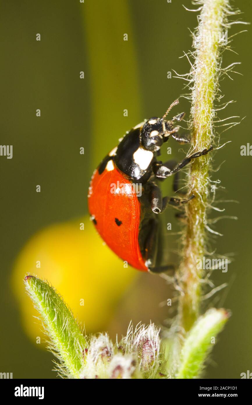 Ladybug antenna hi-res stock photography and images - Alamy