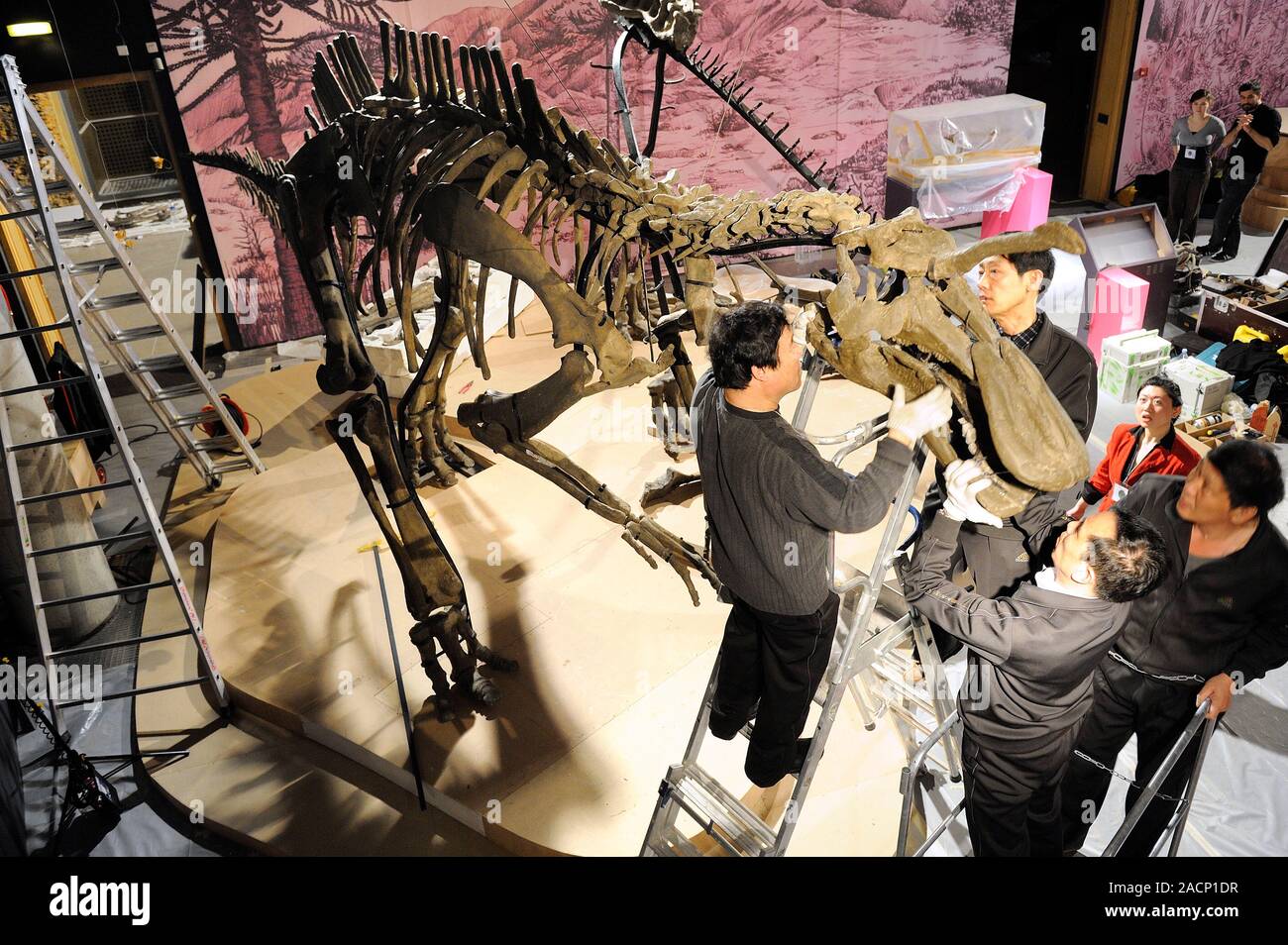 Museum dinosaur display preparation. Workers from the Tianjin Natural ...