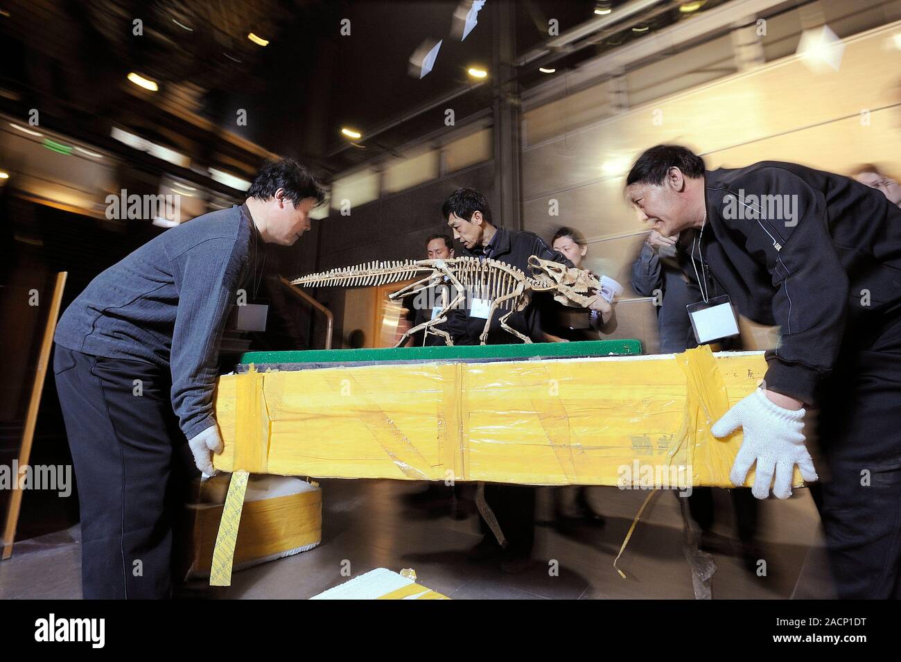 Museum dinosaur display preparation. Workers from the Tianjin Natural ...