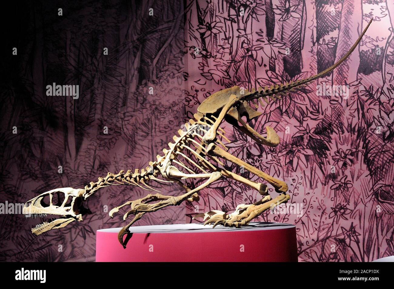 Unenlagia dinosaur. Unenlagia (meaning 'half-bird') is a genus of ...
