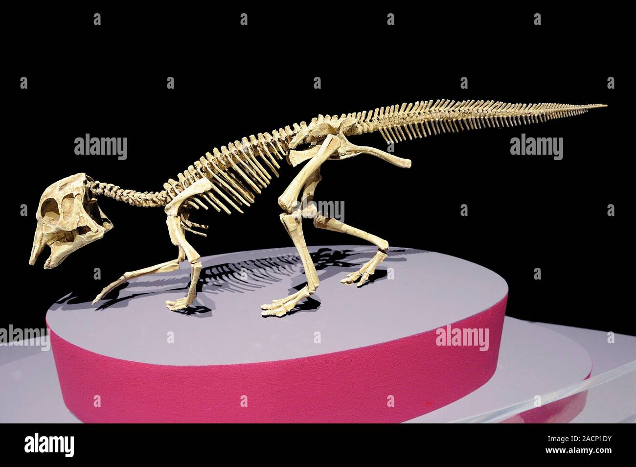 Hypacrosaurus dinosaur. Hypacrosaurus was a large, herbivorous, hollow ...