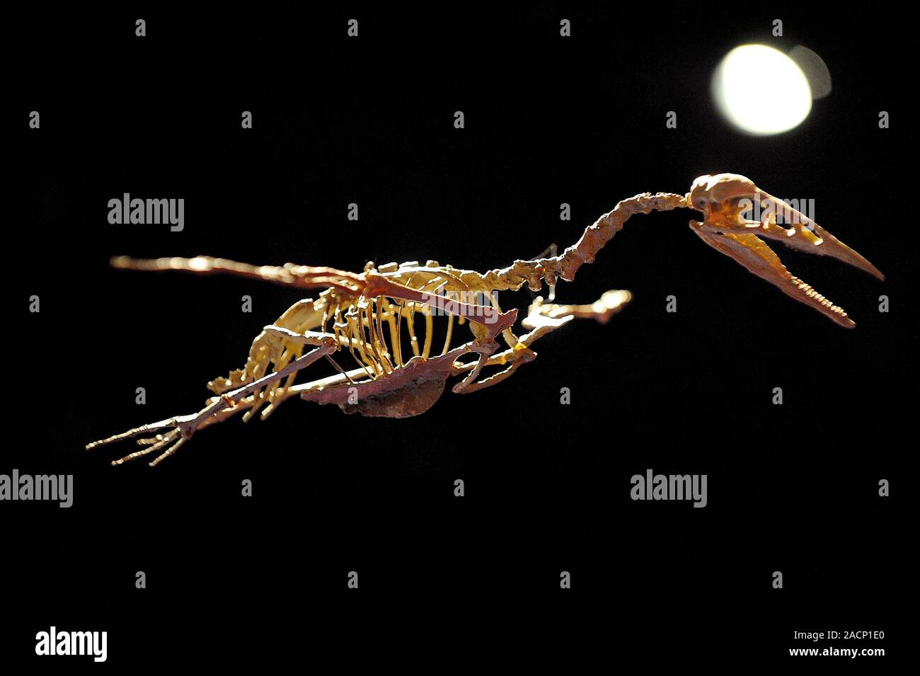 Prehistoric bird fossil. Fossilised skeleton of an Ichthyornis sp. bird ...