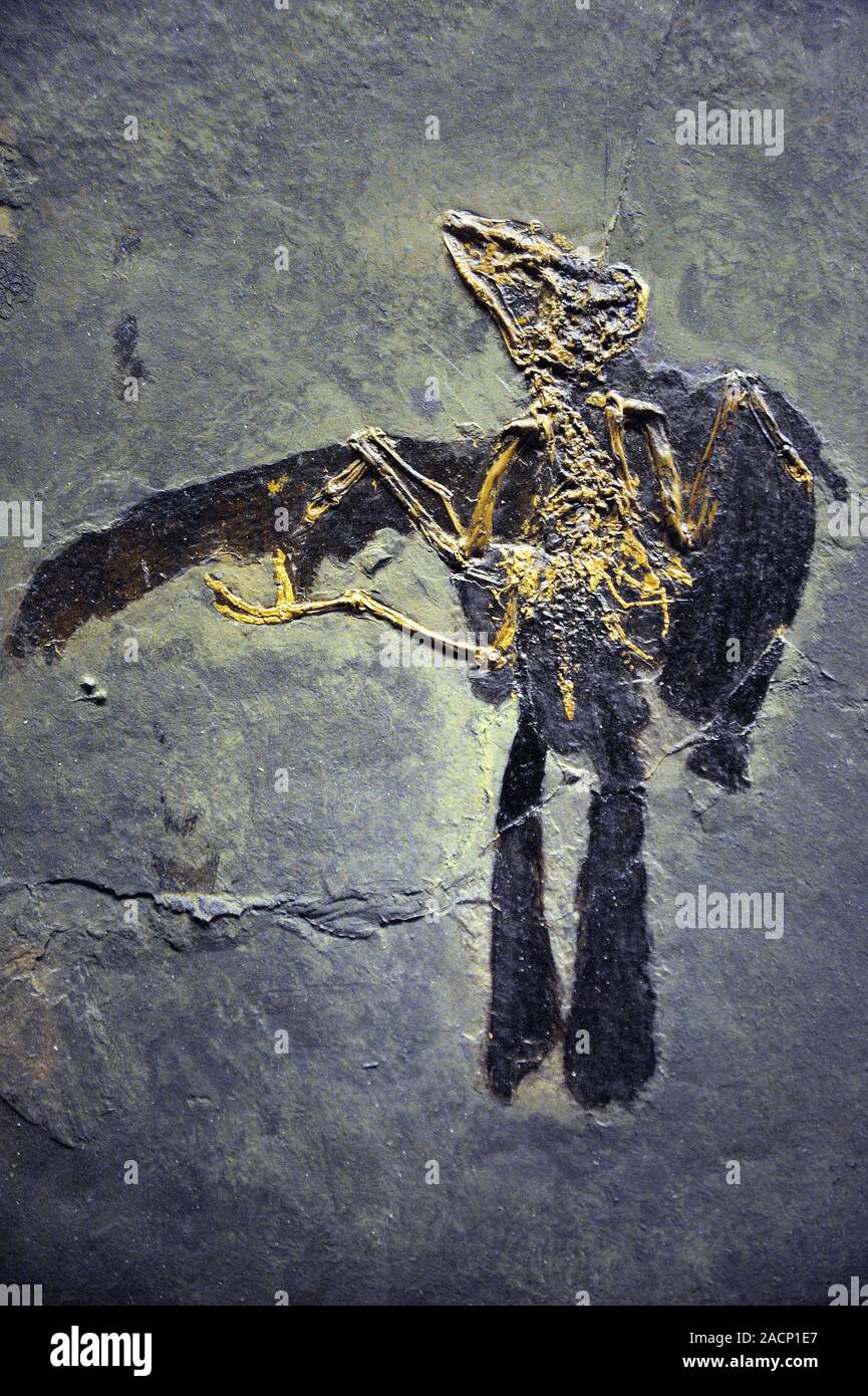 Prehistoric Bird Fossils