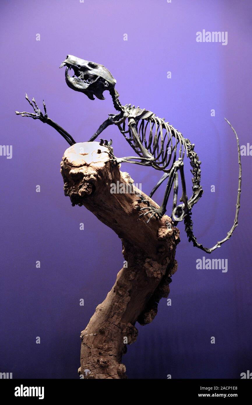 Prehistoric Primate Skeleton Fossilised Skeleton Of A Plesiadapis Sp