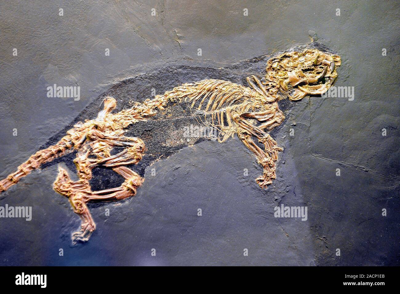 Prehistoric rodent fossil. Fossilised skeleton of a Masillamys ...