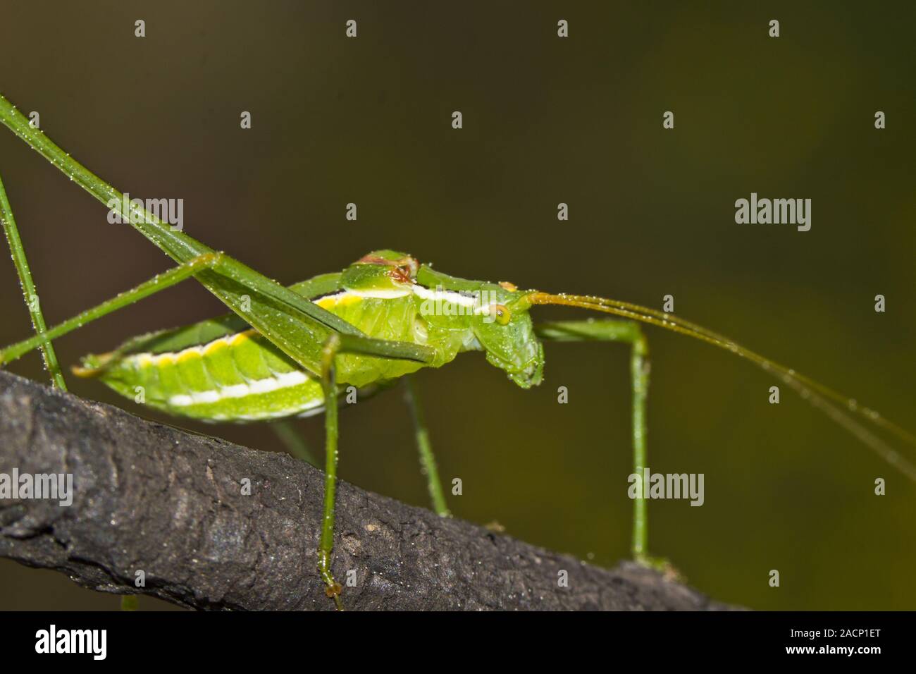 Falcata hi-res stock photography and images - Alamy