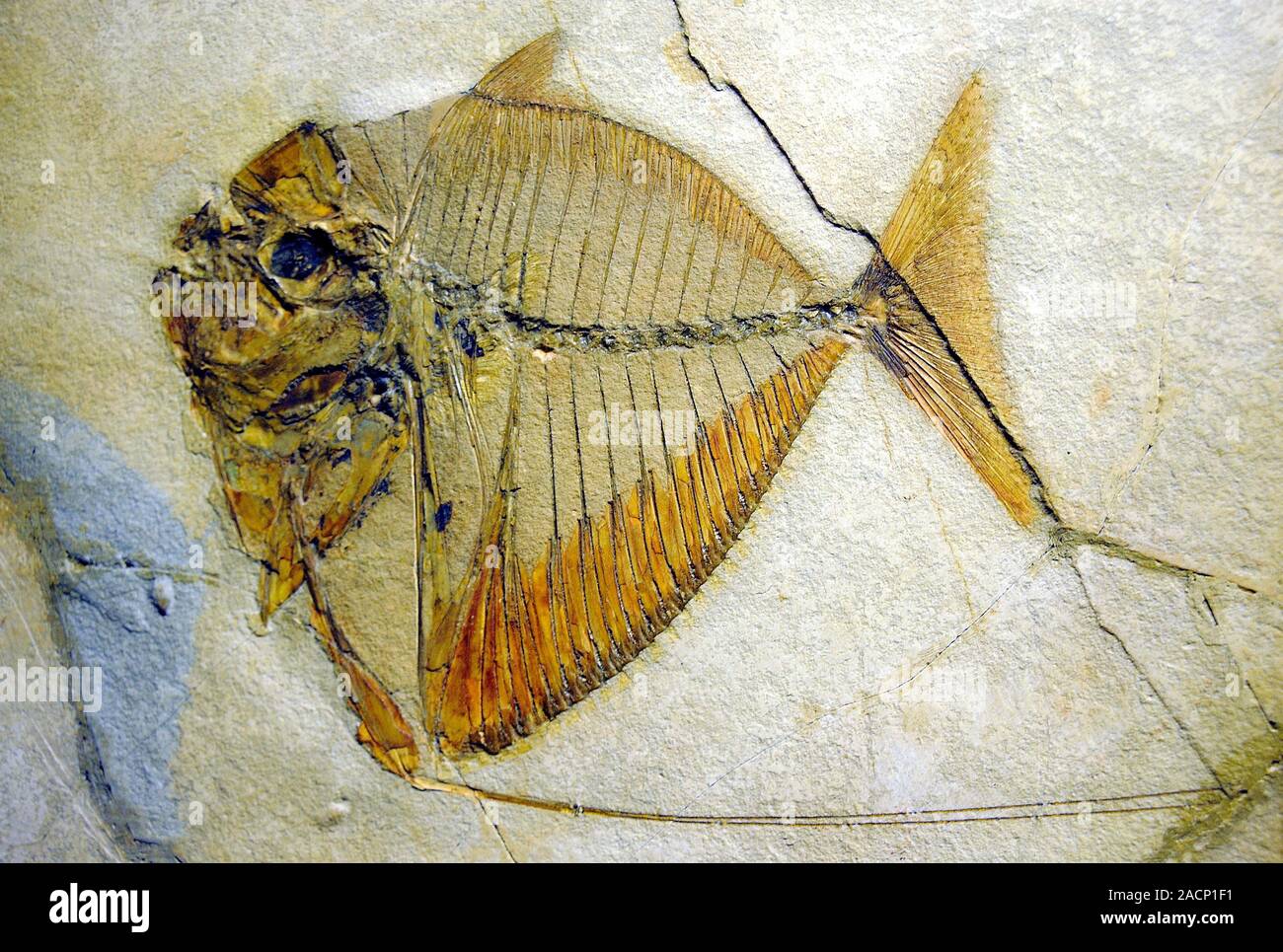 Prehistoric fish fossil. Fossilised remains of an extinct moonfish ...