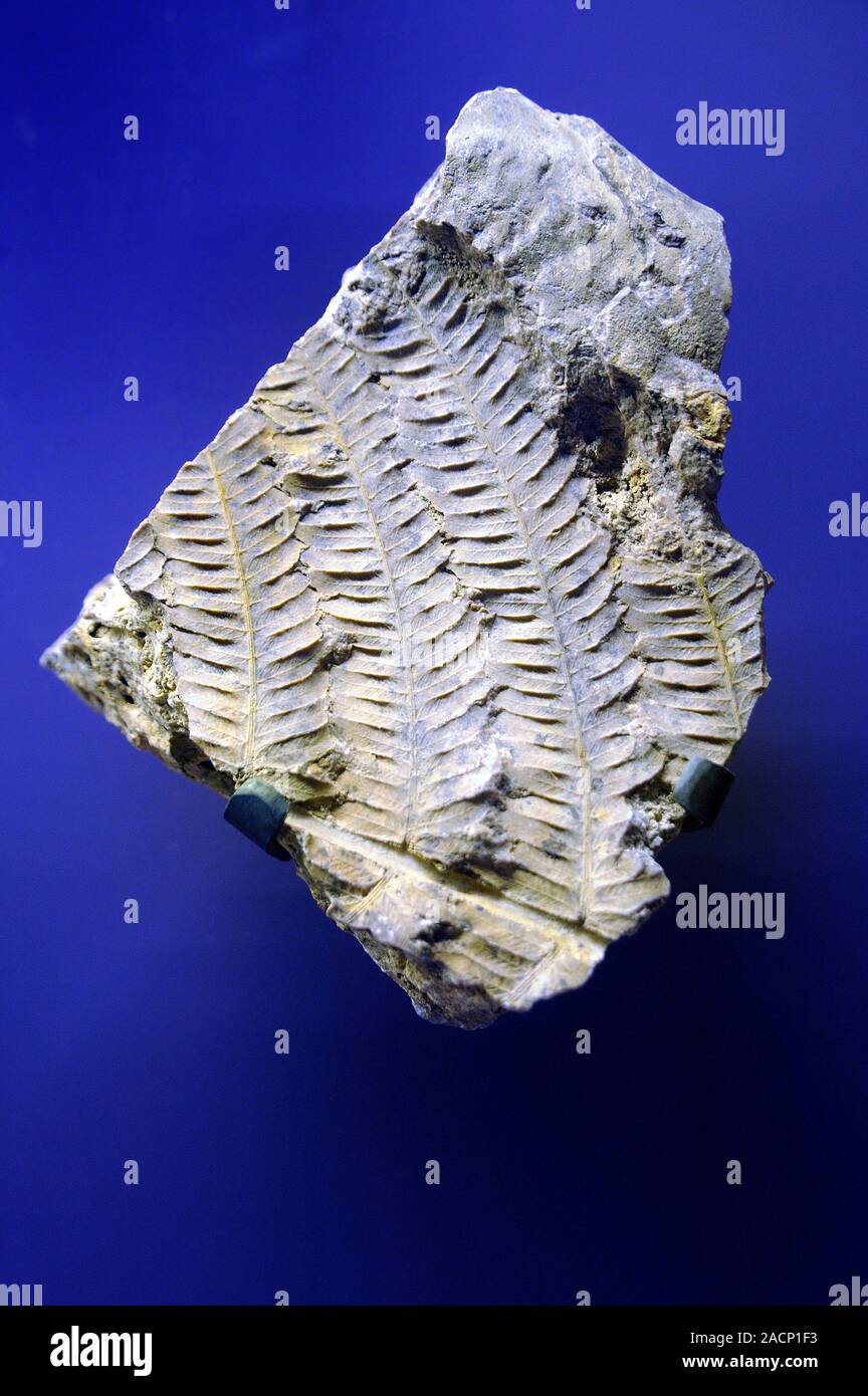 Prehistoric tree fern fossil. Fossilised fronds of an Alsophila ...