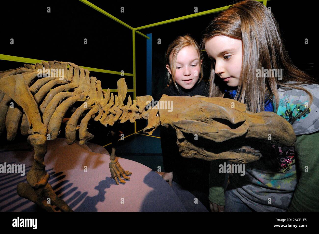 Children at a museum. Young girls looking at a skeleton of a Pezosiren ...