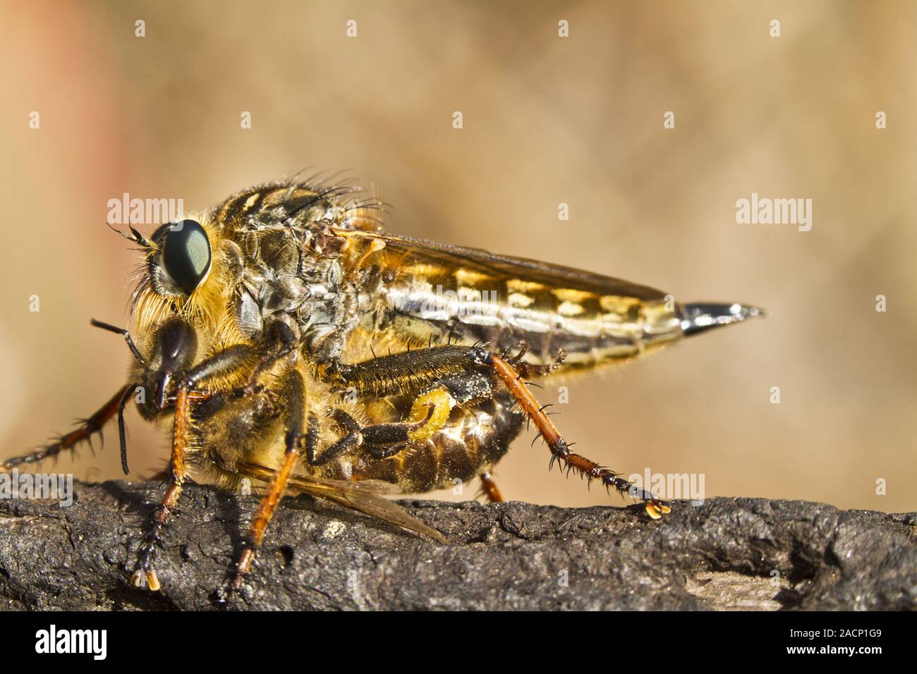 Giant robber fly (proctacanthus rodecki Stock Photo - Alamy