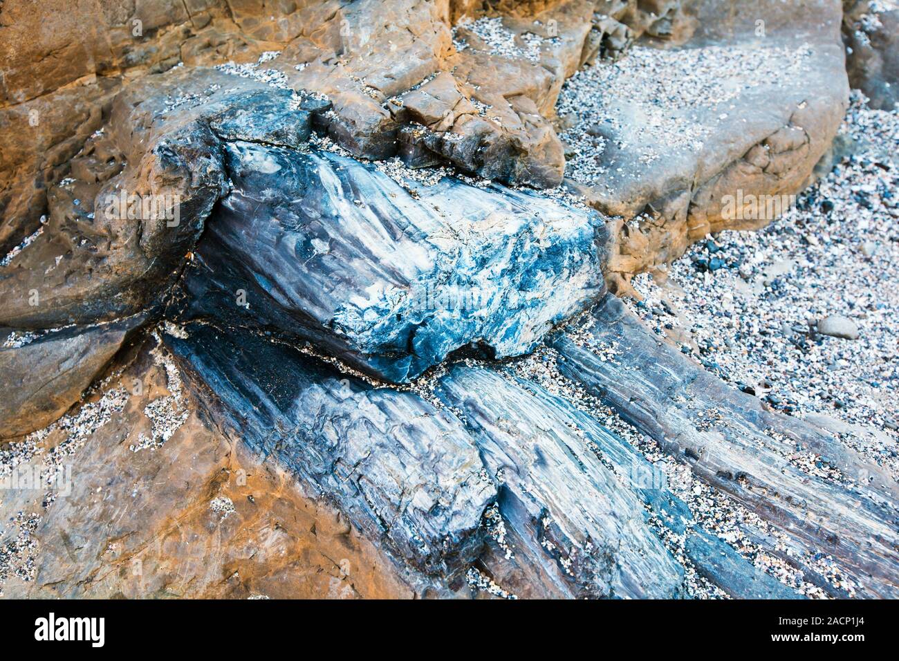 Petrified forest. Close-up of a petrified tree trunk at Curio Bay ... Petrified forest. Close-up of a petrified tree trunk at Curio Bay ...
