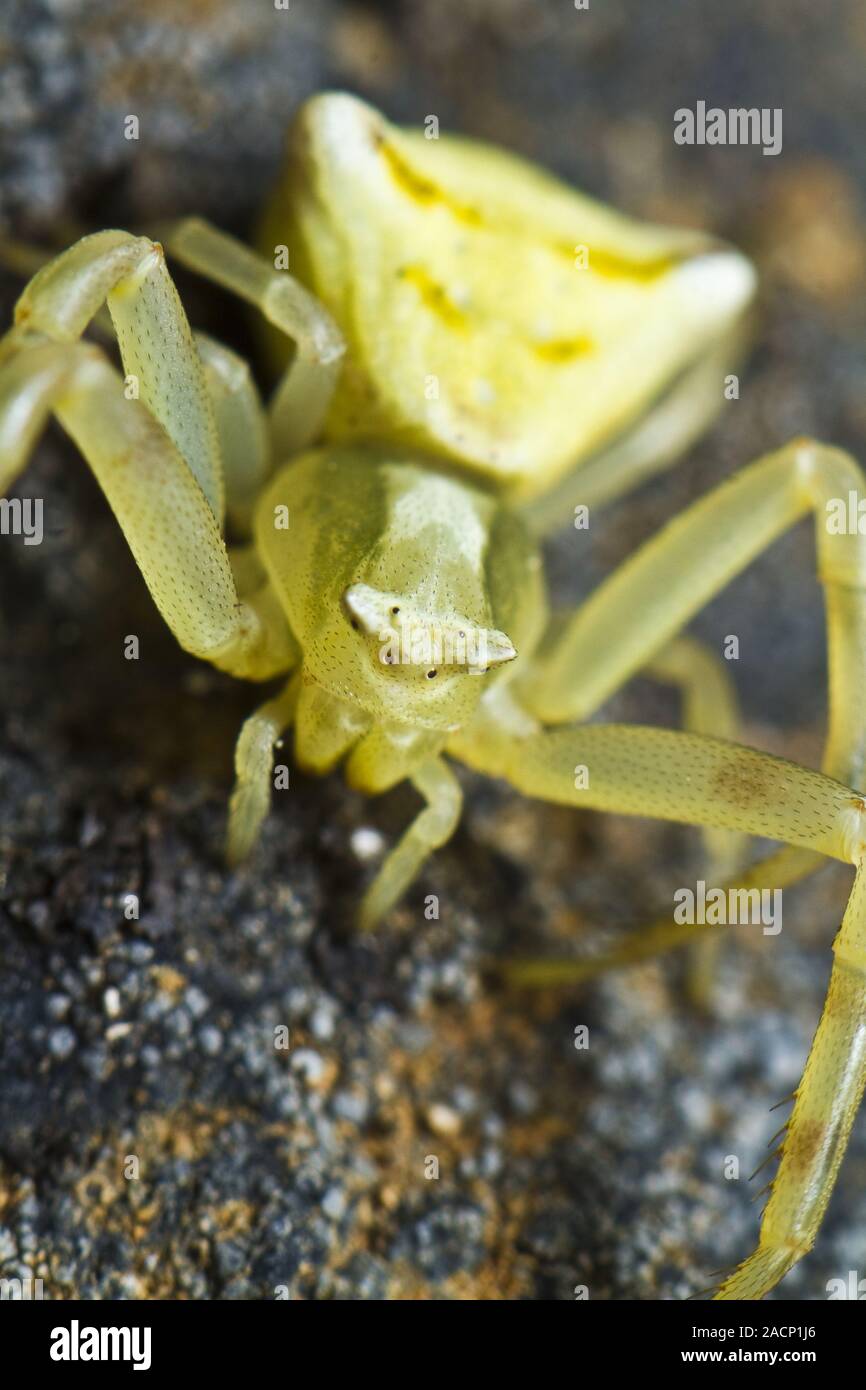 Yellow crab hi-res stock photography and images - Alamy