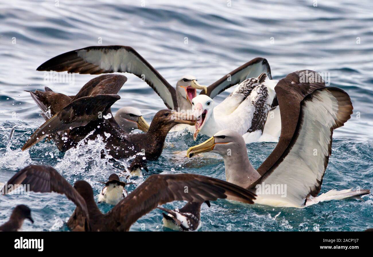 Seabirds feeding. Close-up of a feeding frenzy of southern royal ...