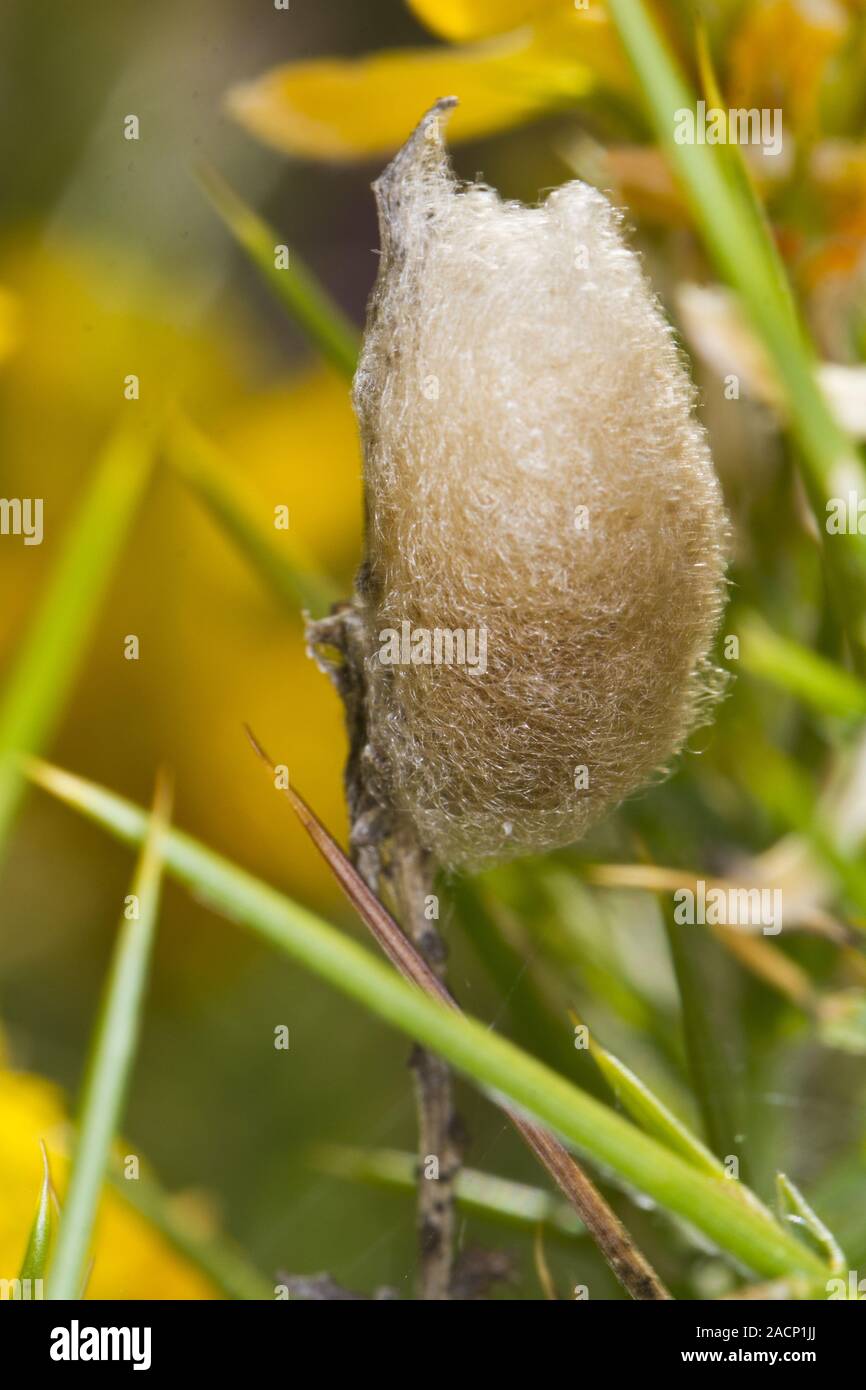 Fluffy moth hi-res stock photography and images - Alamy