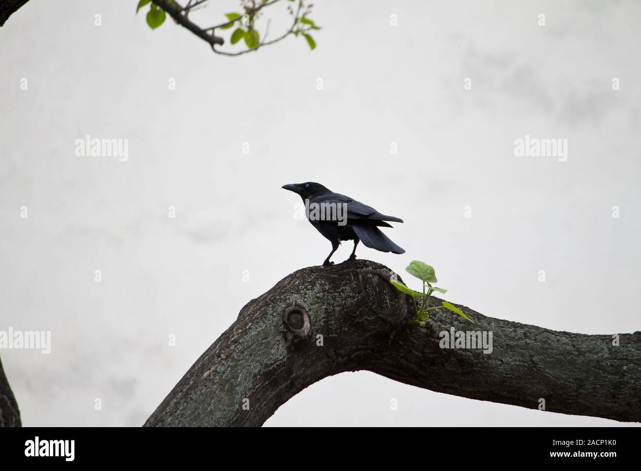 Crow bird hi-res stock photography and images - Alamy