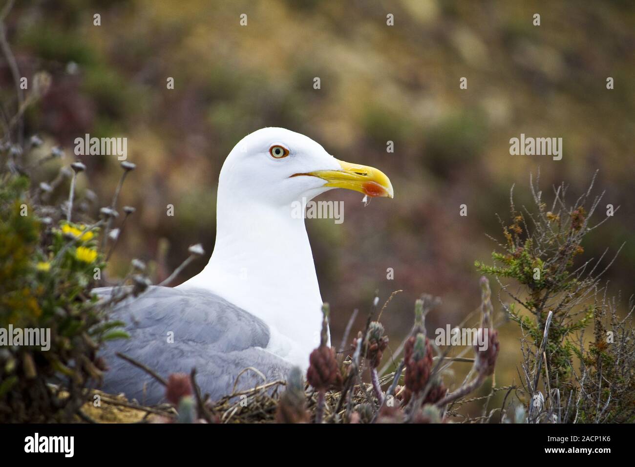 Female seagull hi-res stock photography and images - Alamy