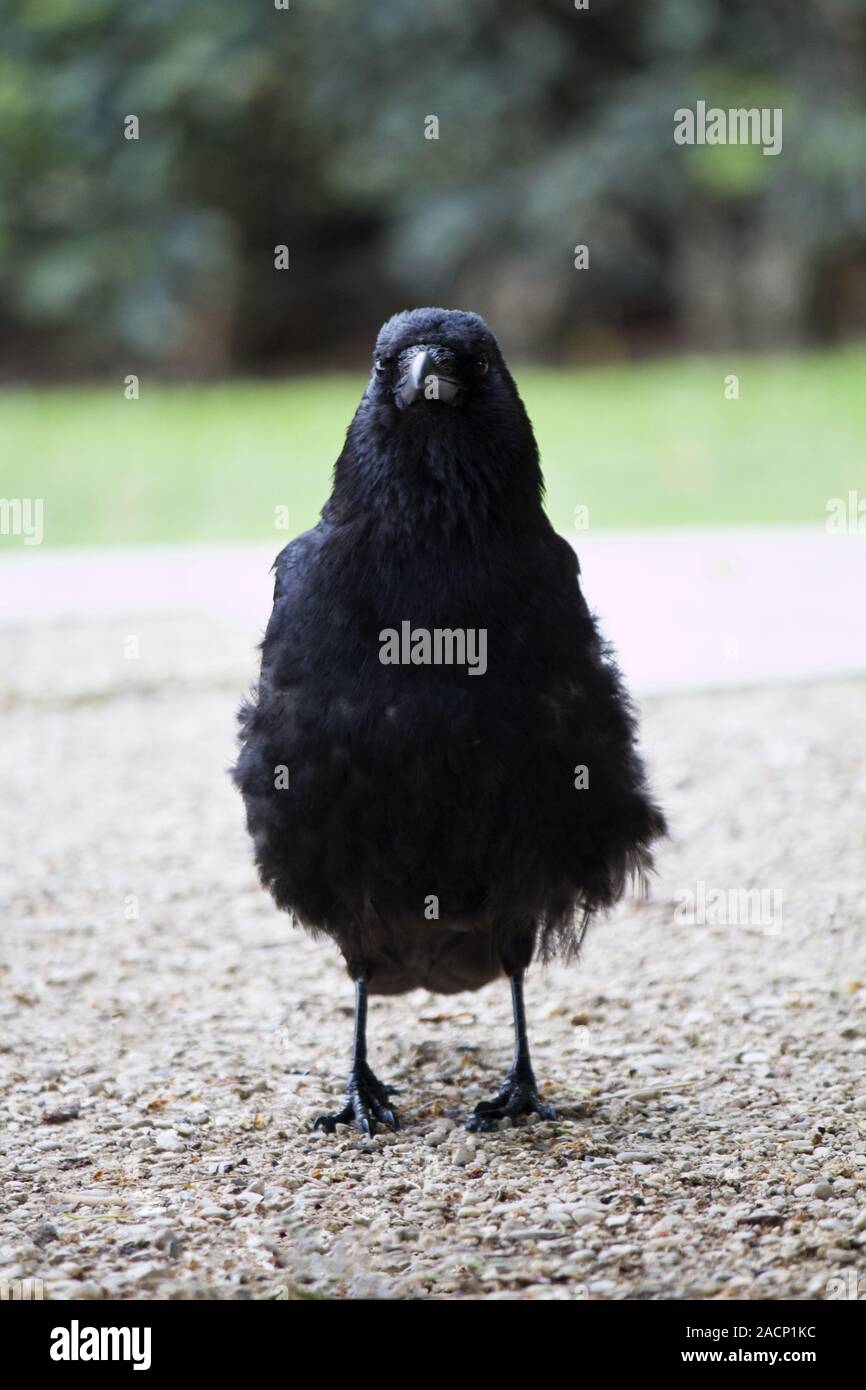 lonely crow bird Stock Photo - Alamy