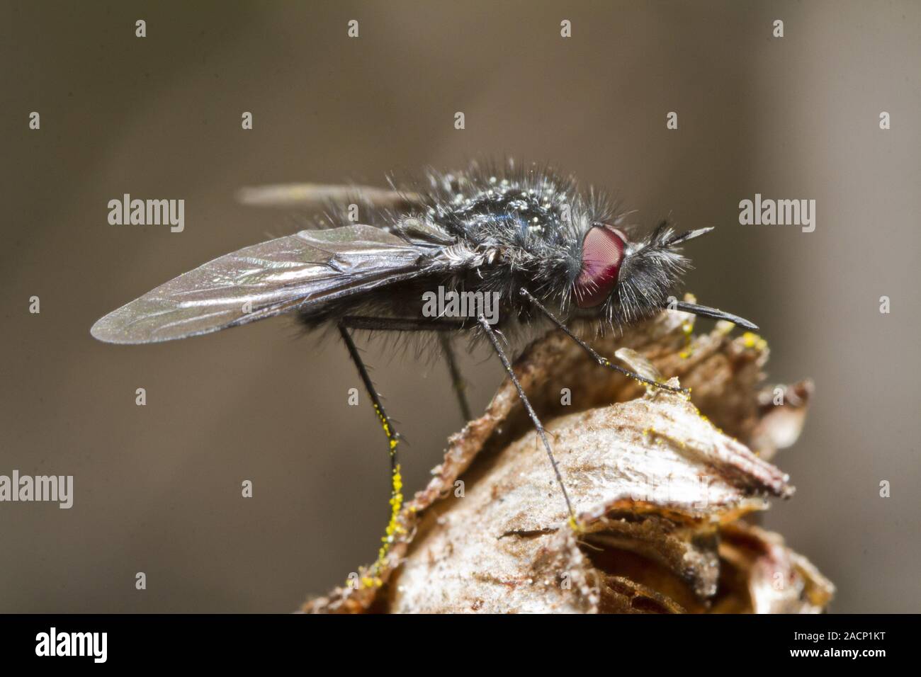 Bombyliidae diptera hi-res stock photography and images - Alamy