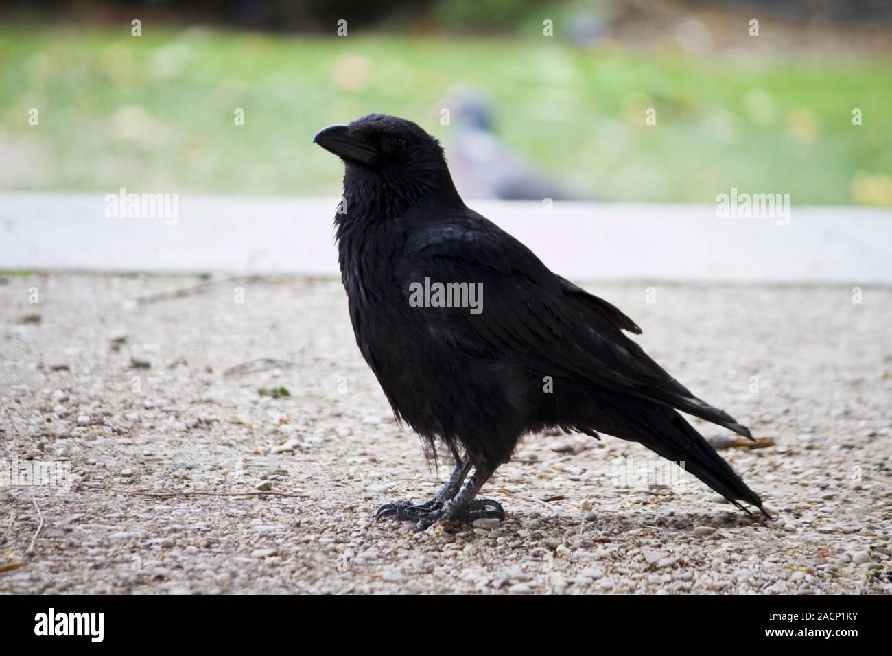 Crow bird hi-res stock photography and images - Alamy