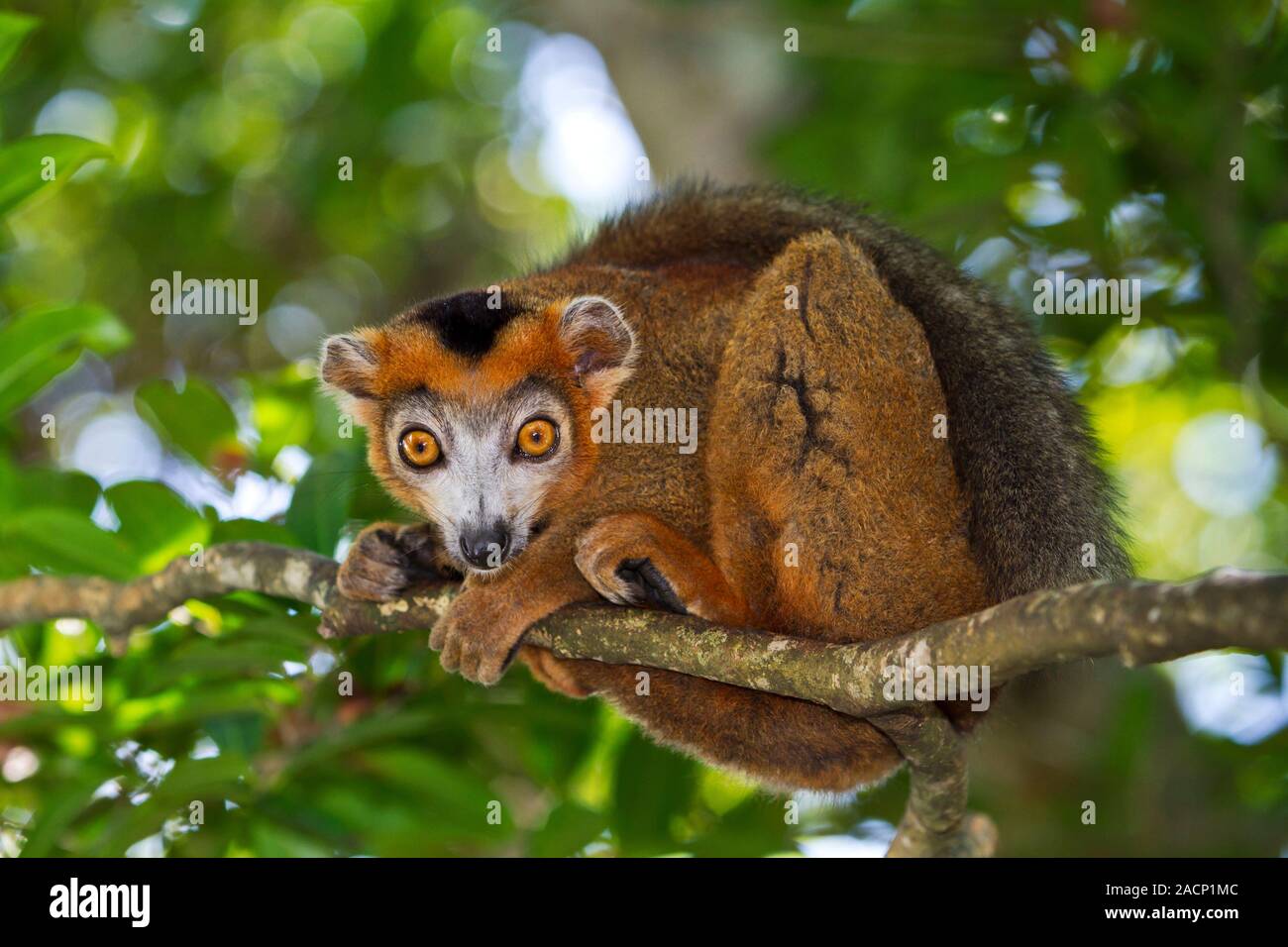 Crowned lemur. Male crowned lemur (Eulemur coronatus) in a tree ...
