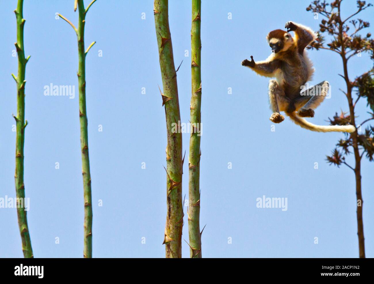 Verreaux's sifaka (Propithecus verreauxi) leaping between trees. These ...