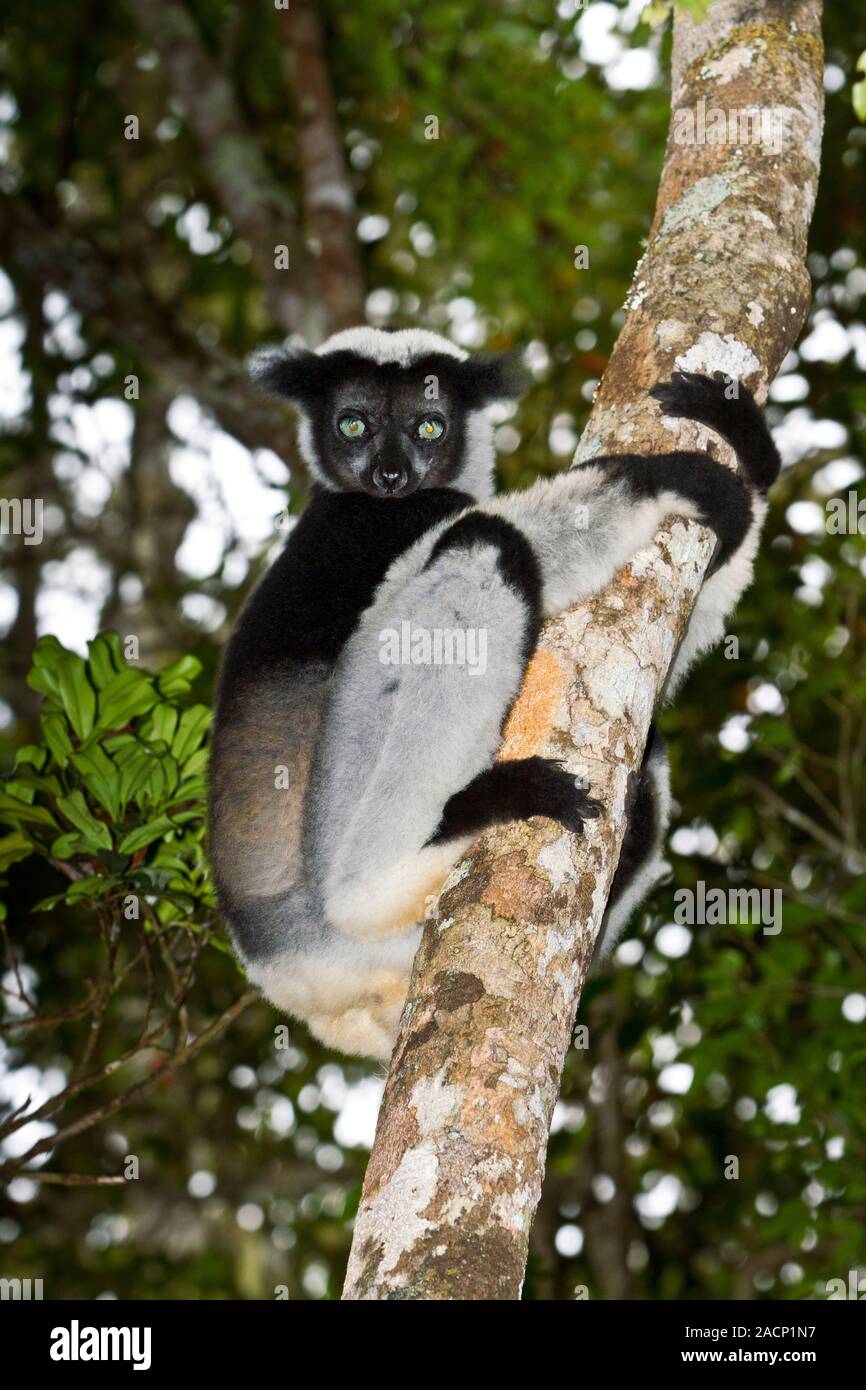Indri in a tree. Indris (Indri indri) are the largest of the lemurs ...