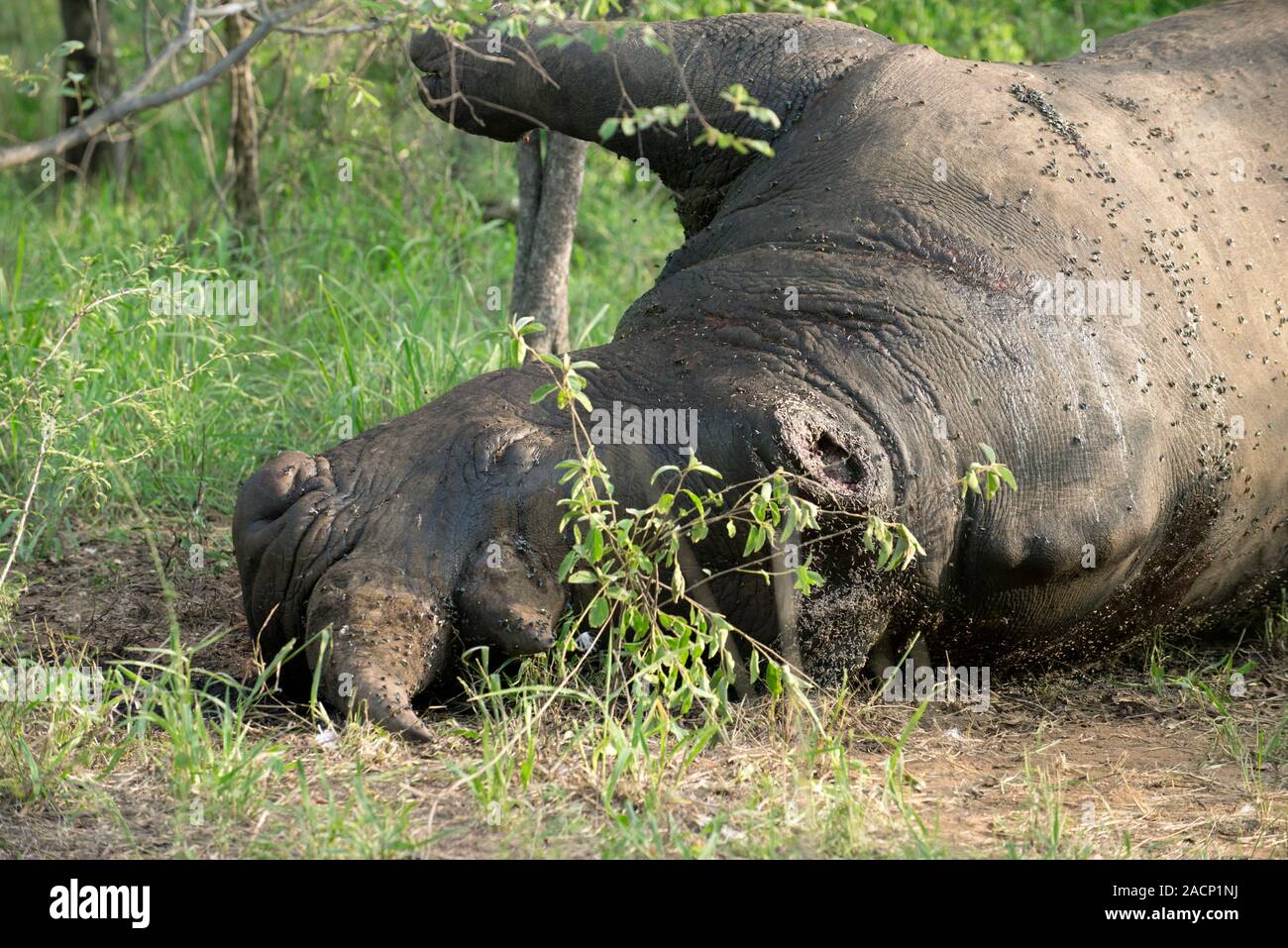 White rhinoceros killed by poachers, Umhlametsi Private Nature Reserve ...