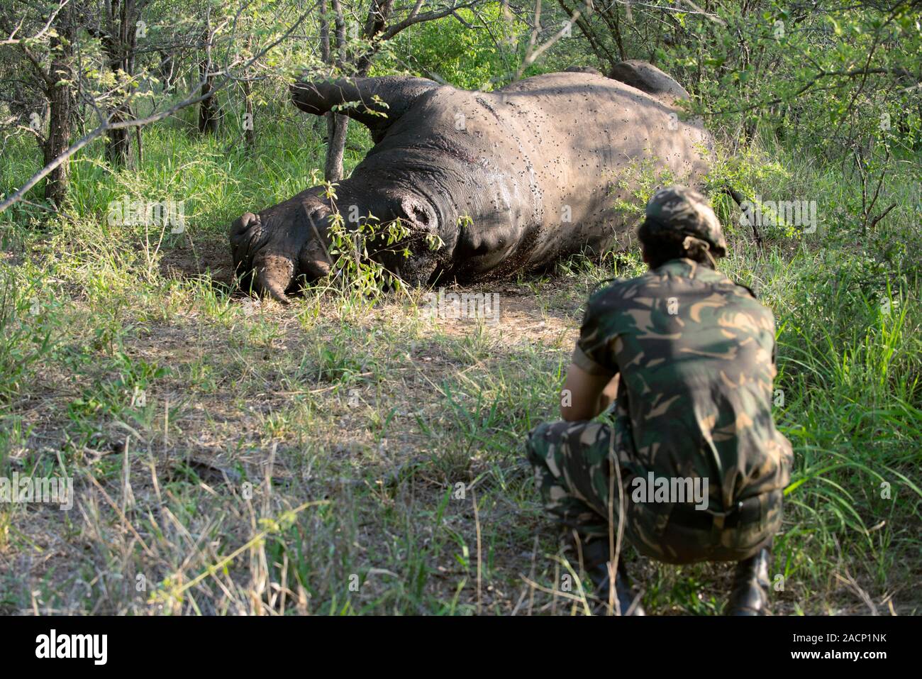 White rhinoceros killed by poachers, Umhlametsi Private Nature Reserve ...