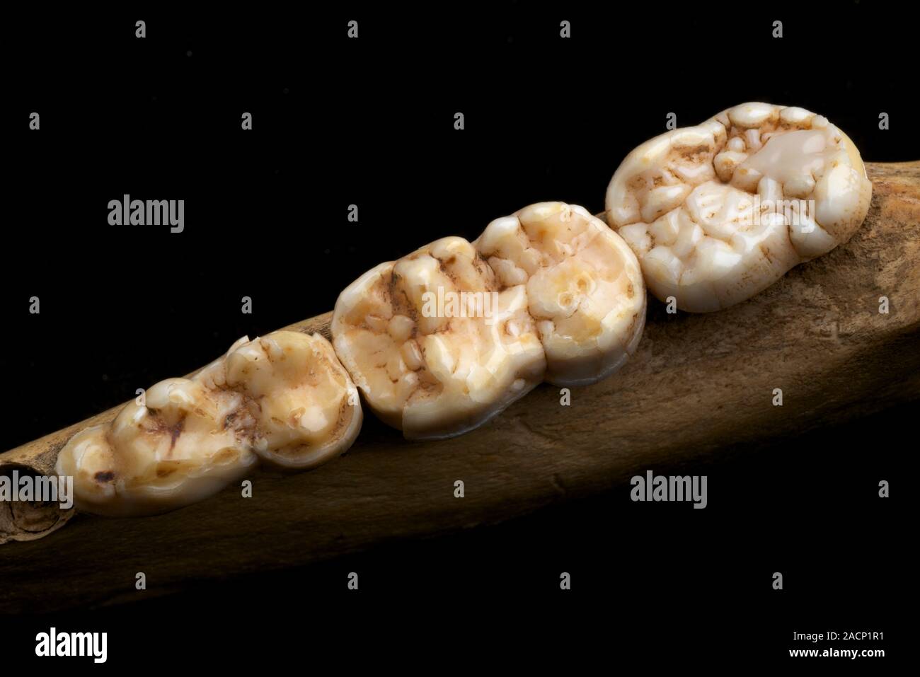 Cave Bear molar teeth. Ursus spelaeus, Pleistocene, Romania Stock Photo ...