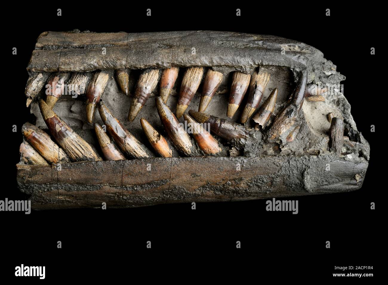 Jurassic Ichthyosaur snout fragment complete with teeth from the Lower ...