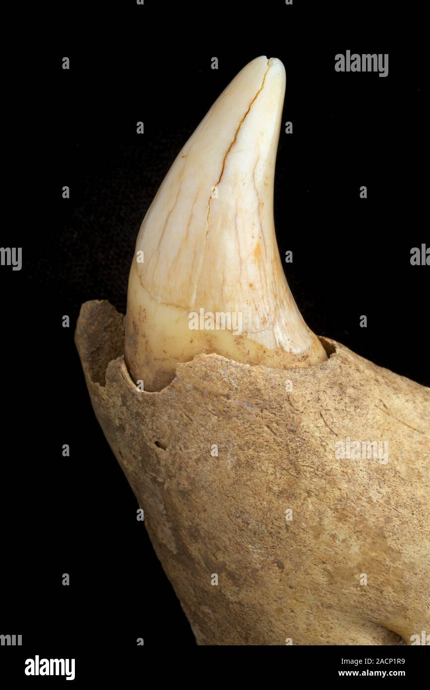 Cave Bear canine tooth. Ursus spelaeus, Pleistocene, Romania Stock ...