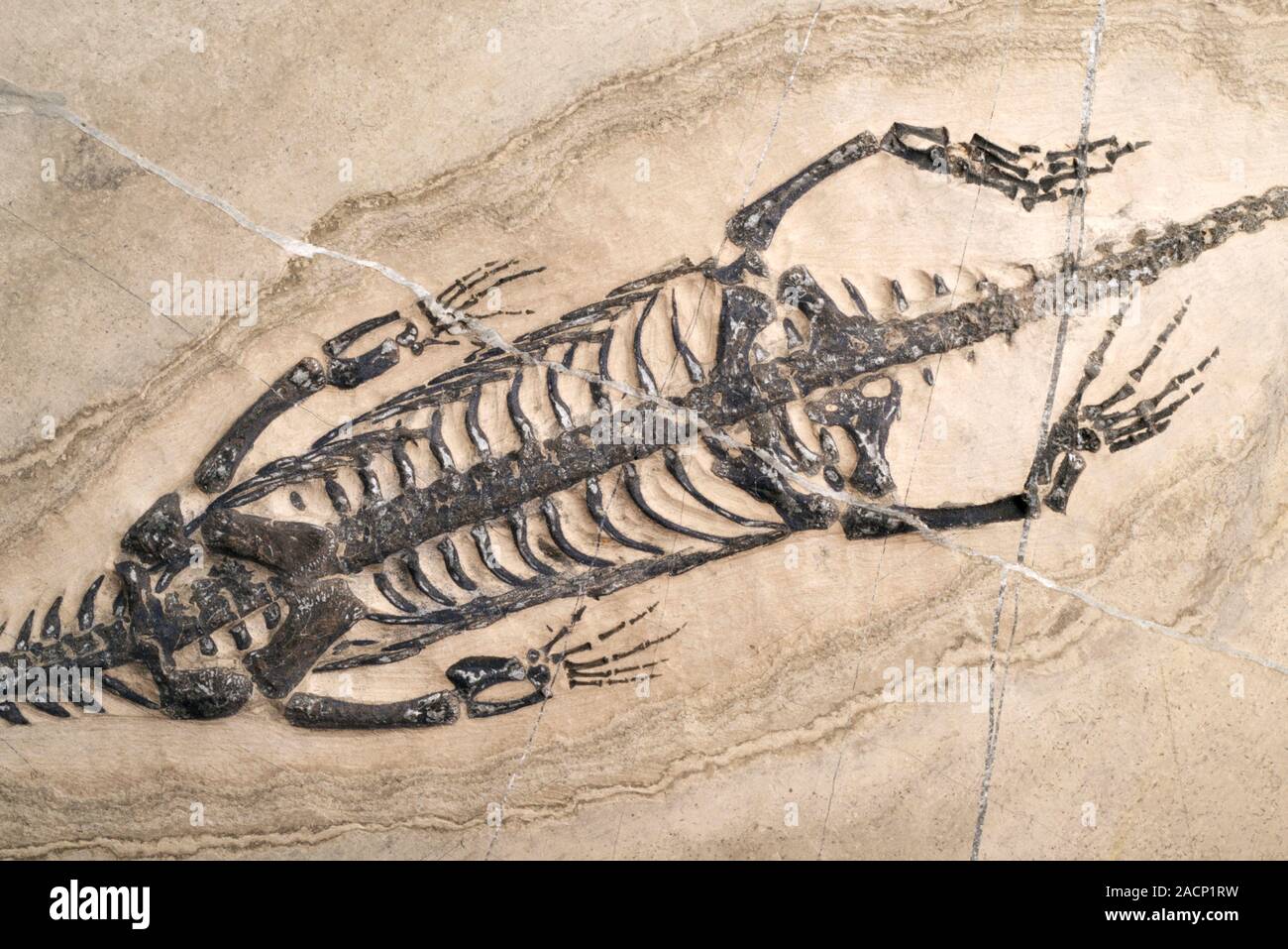 Aquatic Reptile (Pachypleurosaur) Keichousaurus hui, Triassic Period ...