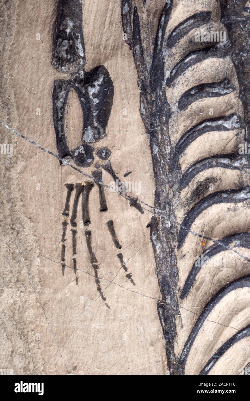 Aquatic Reptile (Pachypleurosaur) Keichousaurus hui Triassic Period ...