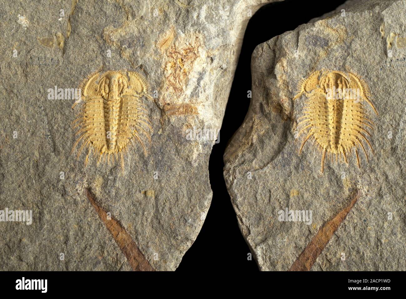 Odontopleura ovata Emmrich 1839 Silurian, Wenlock Series, Wawoz ...