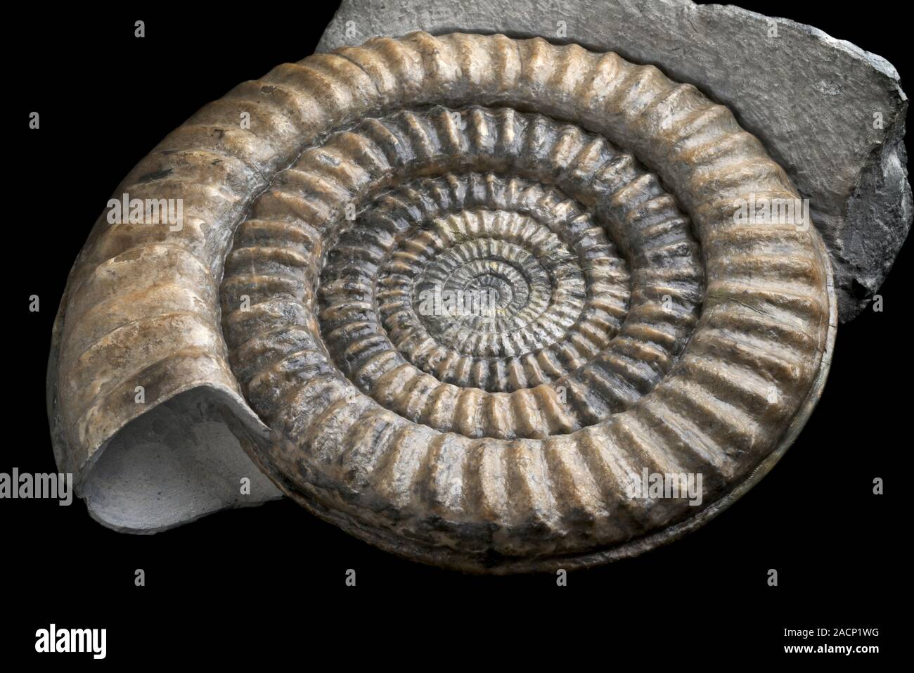 The large ammonite Coroniceras is a genus in the Arietitidae, a family ...