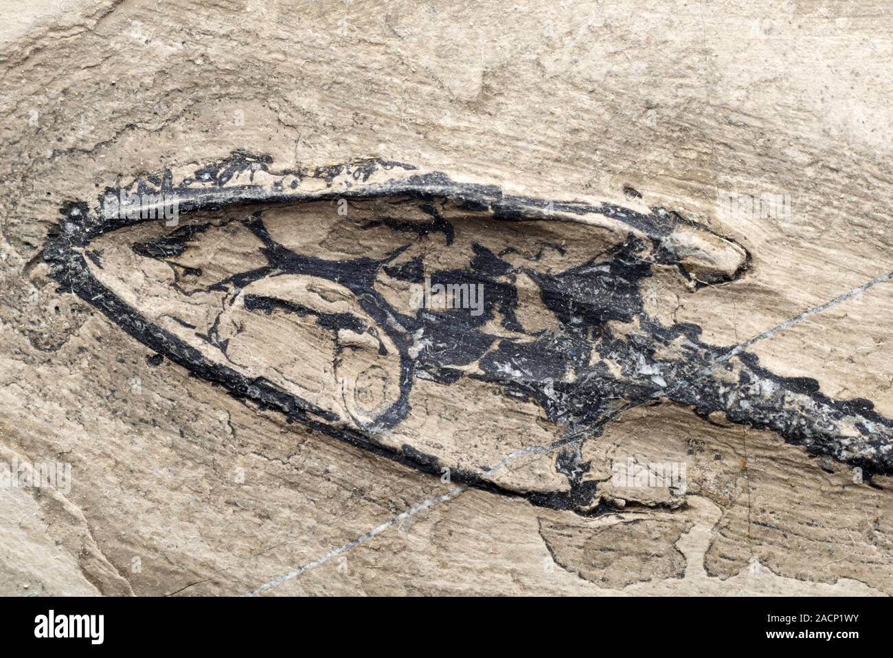 Aquatic Reptile (Pachypleurosaur) Keichousaurus hui Triassic Period ...