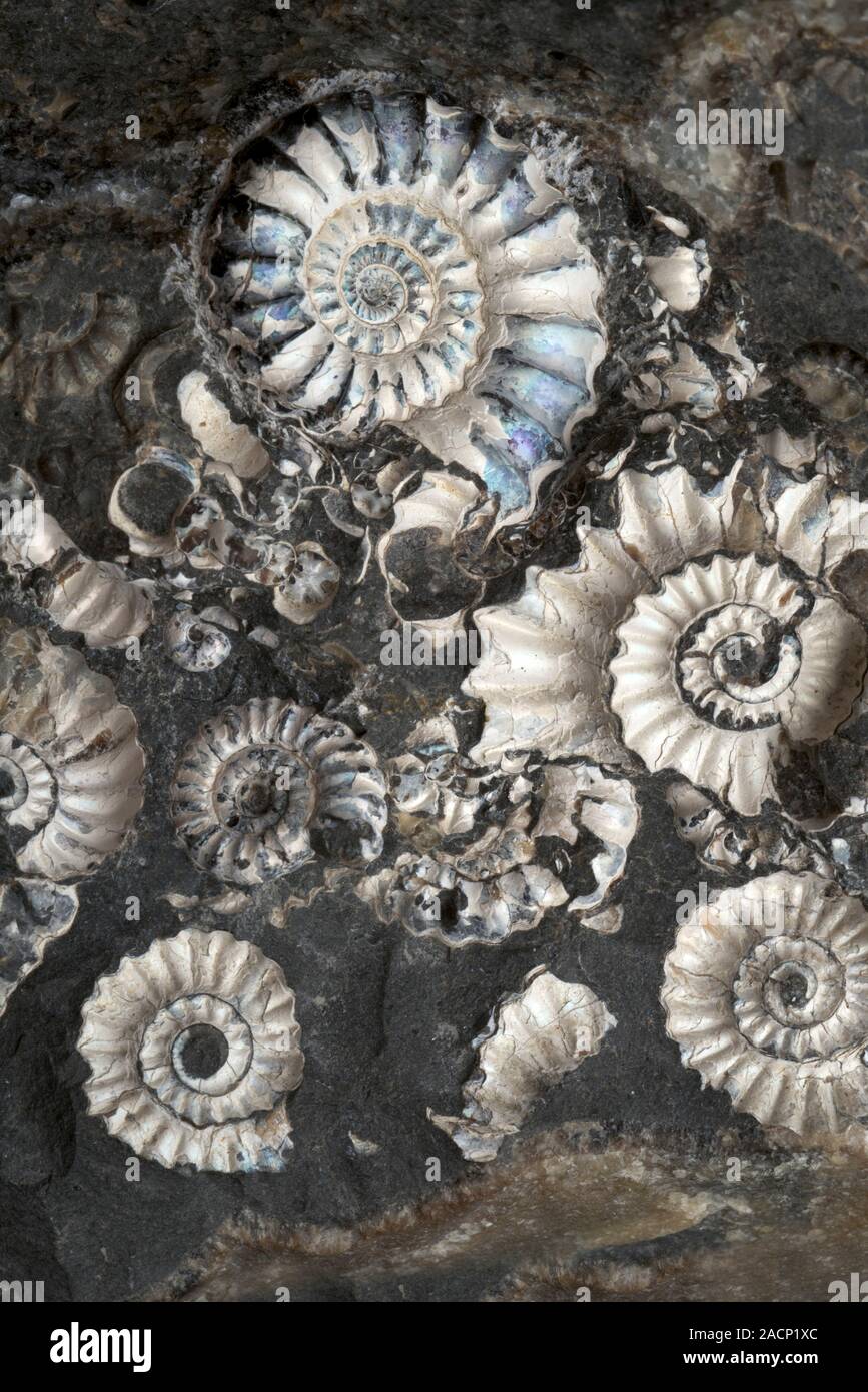 Marston Magna Marble from the Lower Lias of Dorset. Promicroceras ...