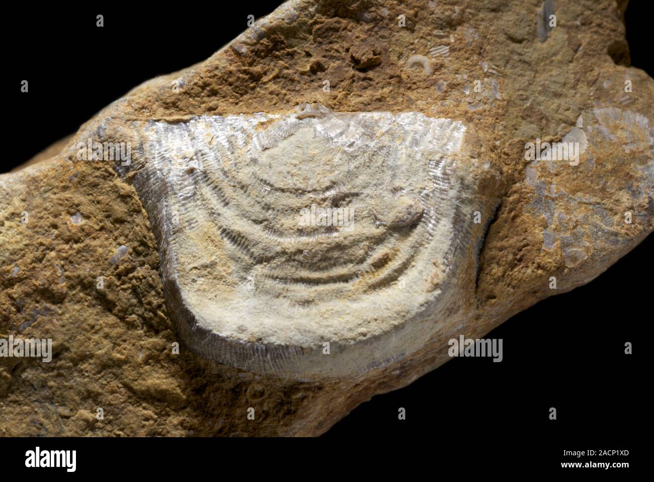 Leptaena depressa, a Silurian brachiopod from the Wenlock Limestone ...
