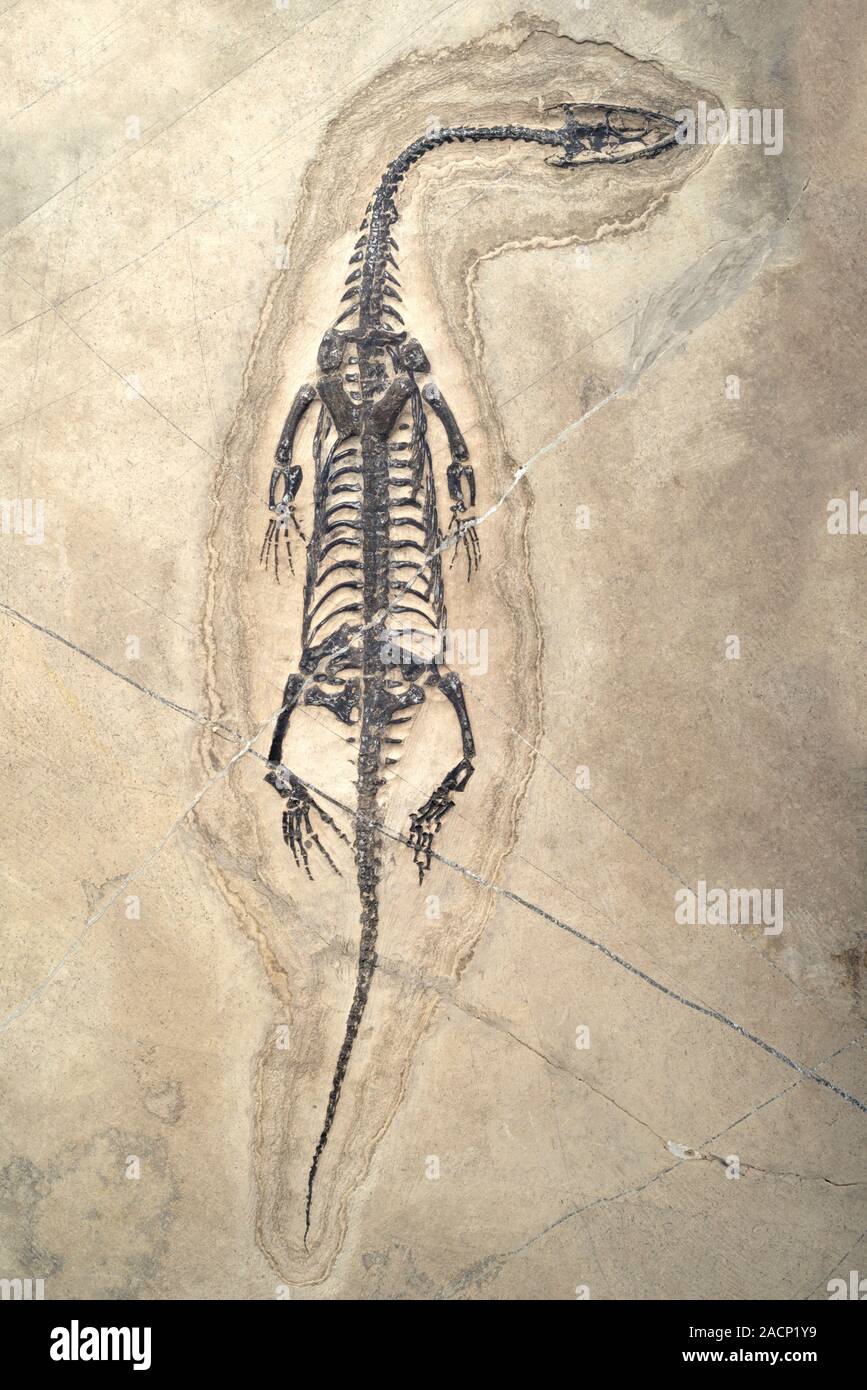 Aquatic Reptile (Pachypleurosaur) Keichousaurus hui Triassic Period ...