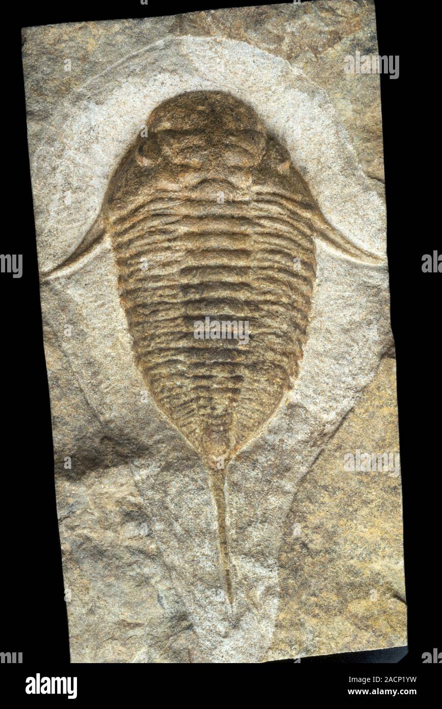 Dalmanitina sp. (curved genal spines) Ordovician, Uppermost Llanvirn ...
