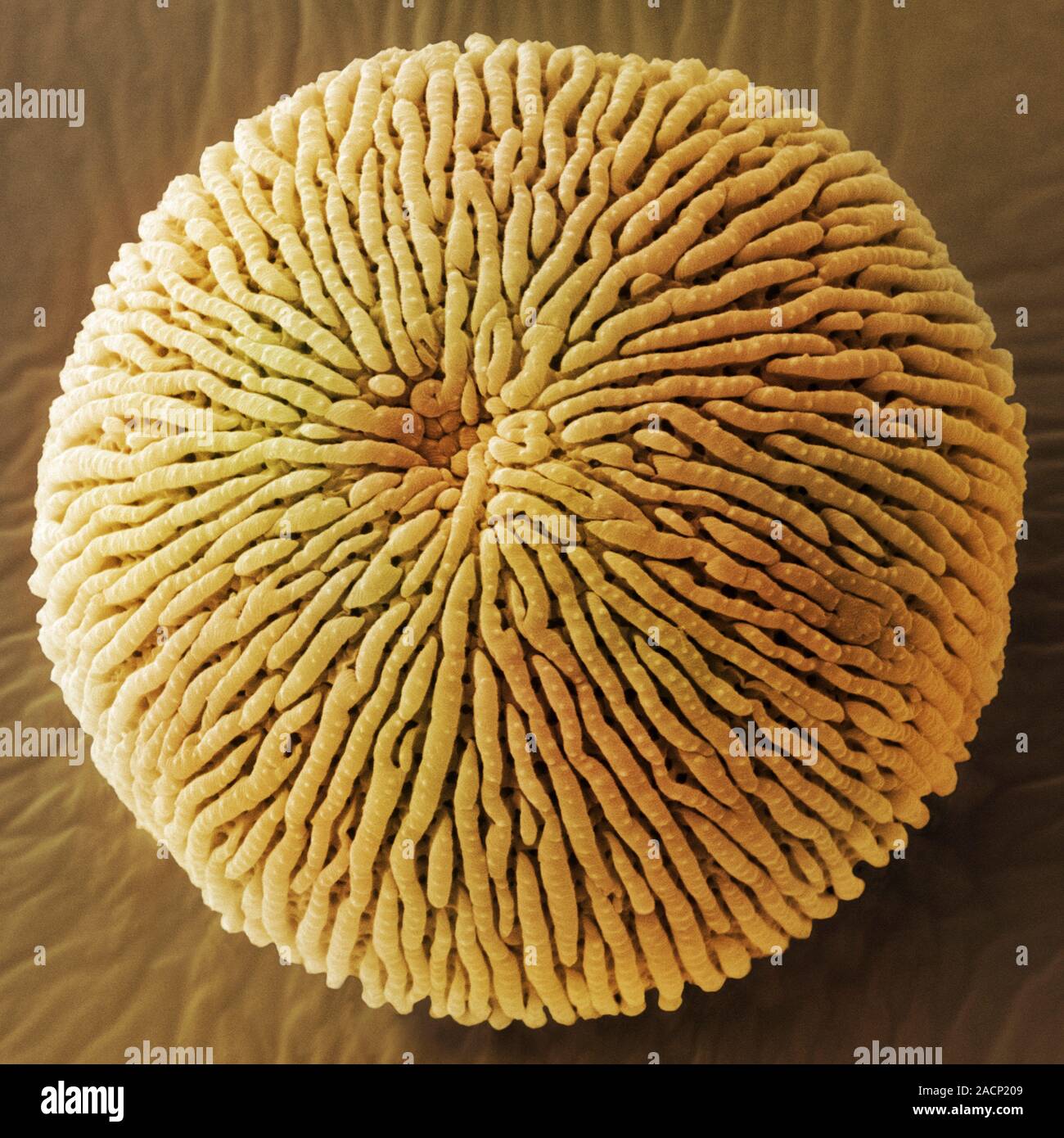 Brugmansia heaven scent pollen grain, coloured scanning electron ...