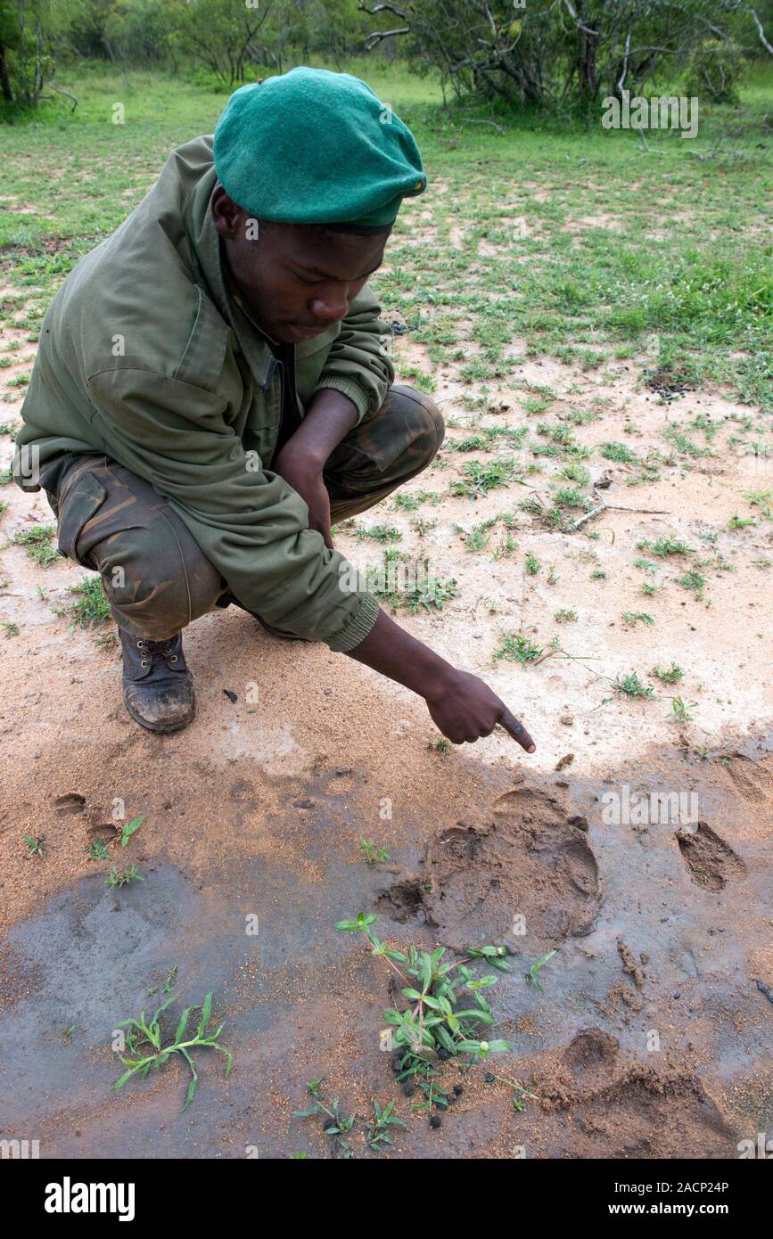 Anti-poaching ranger, South Africa. A zulu member of the Protrack anti ...