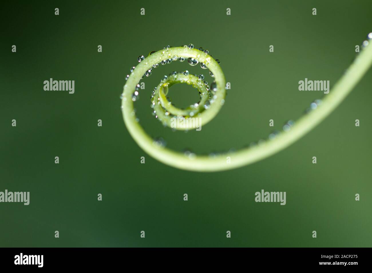 Curved drop hi-res stock photography and images - Alamy